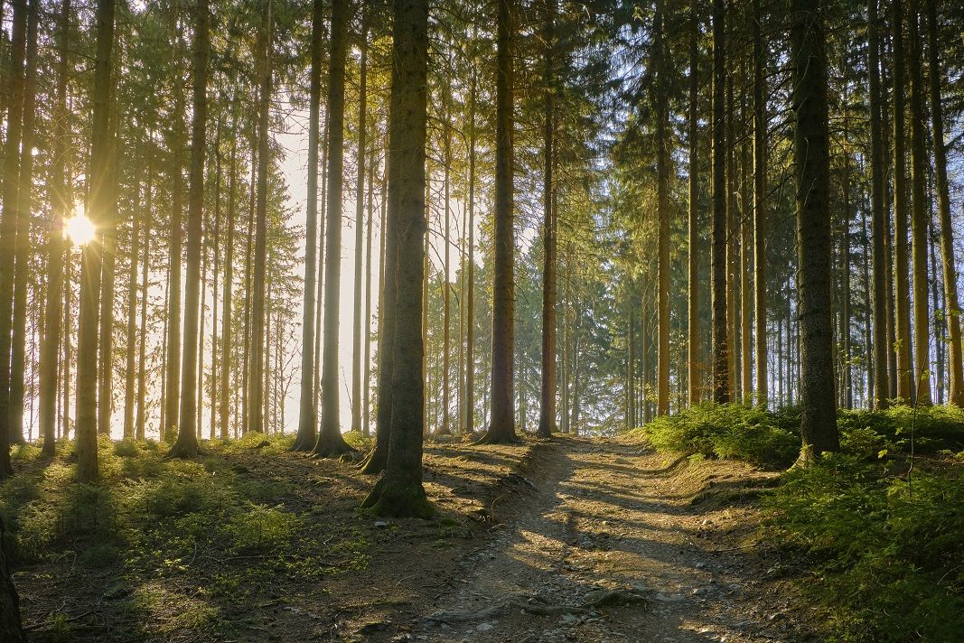 Timberland - Overview, How to Diversify, Benefits of Investing
